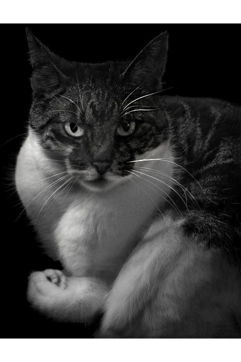 PhotoCat. kopen? | Morgen in huis | wehkamp