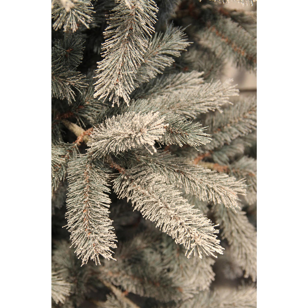 Black Box Trees kerstboom Caroline (h215xø130 cm) | wehkamp