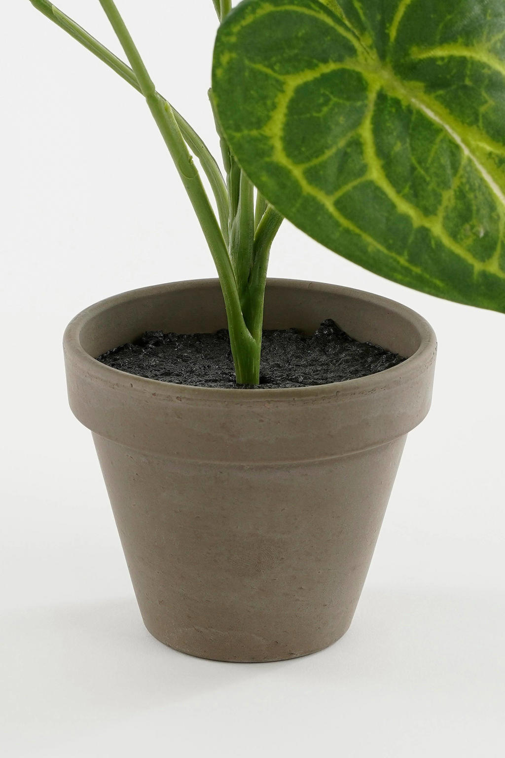 Mica Decorations kunstplant Caladium | wehkamp