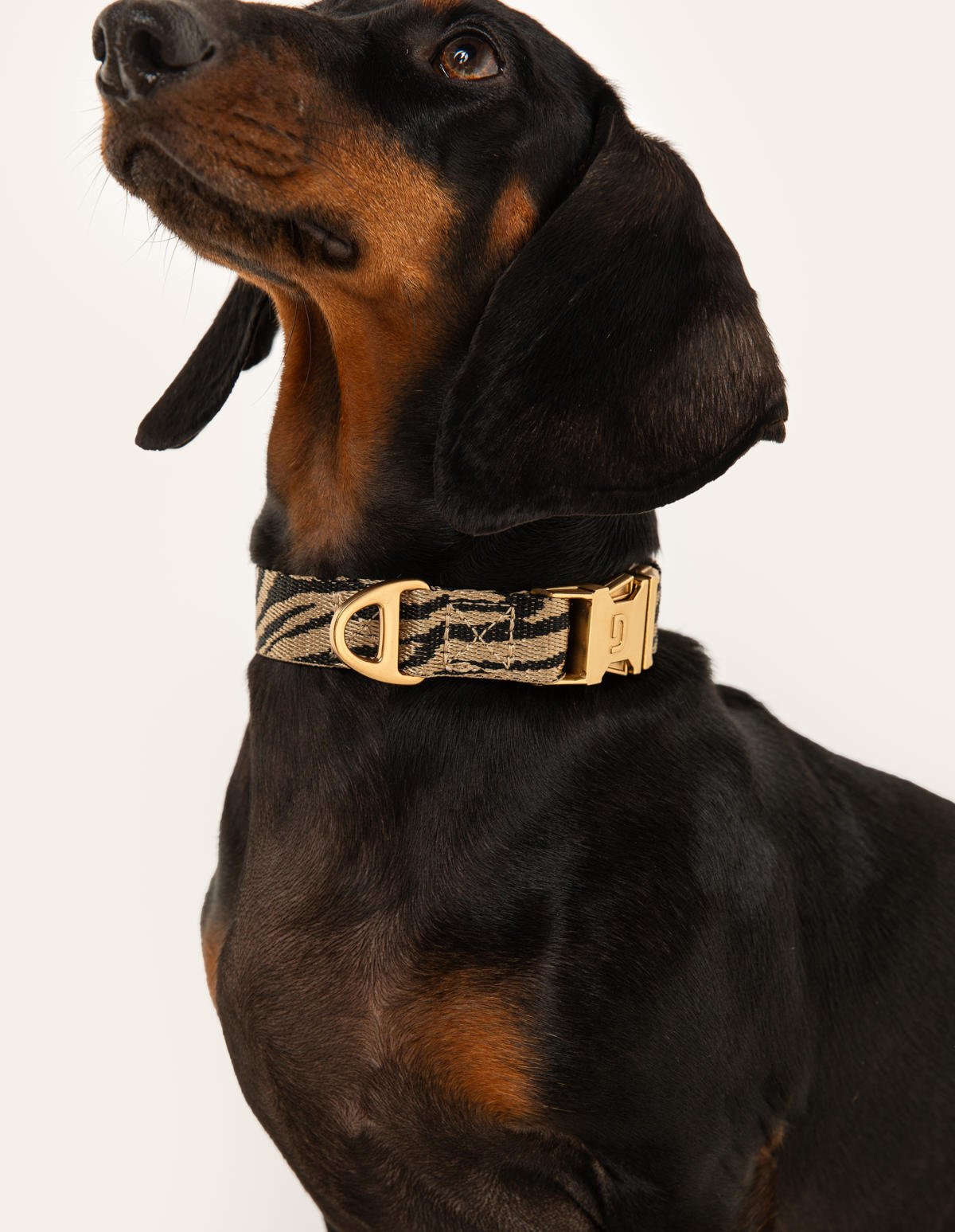 Dogguo hondenhalsband ZEBRA-COLLAR-BEIGE/BLACK-XS | wehkamp